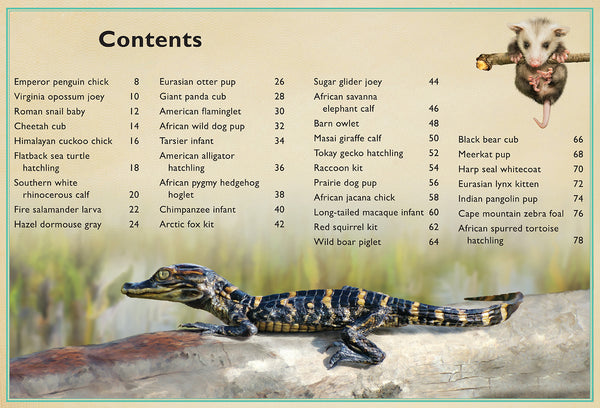The Magnificent Book of Baby Animals – Insight Editions