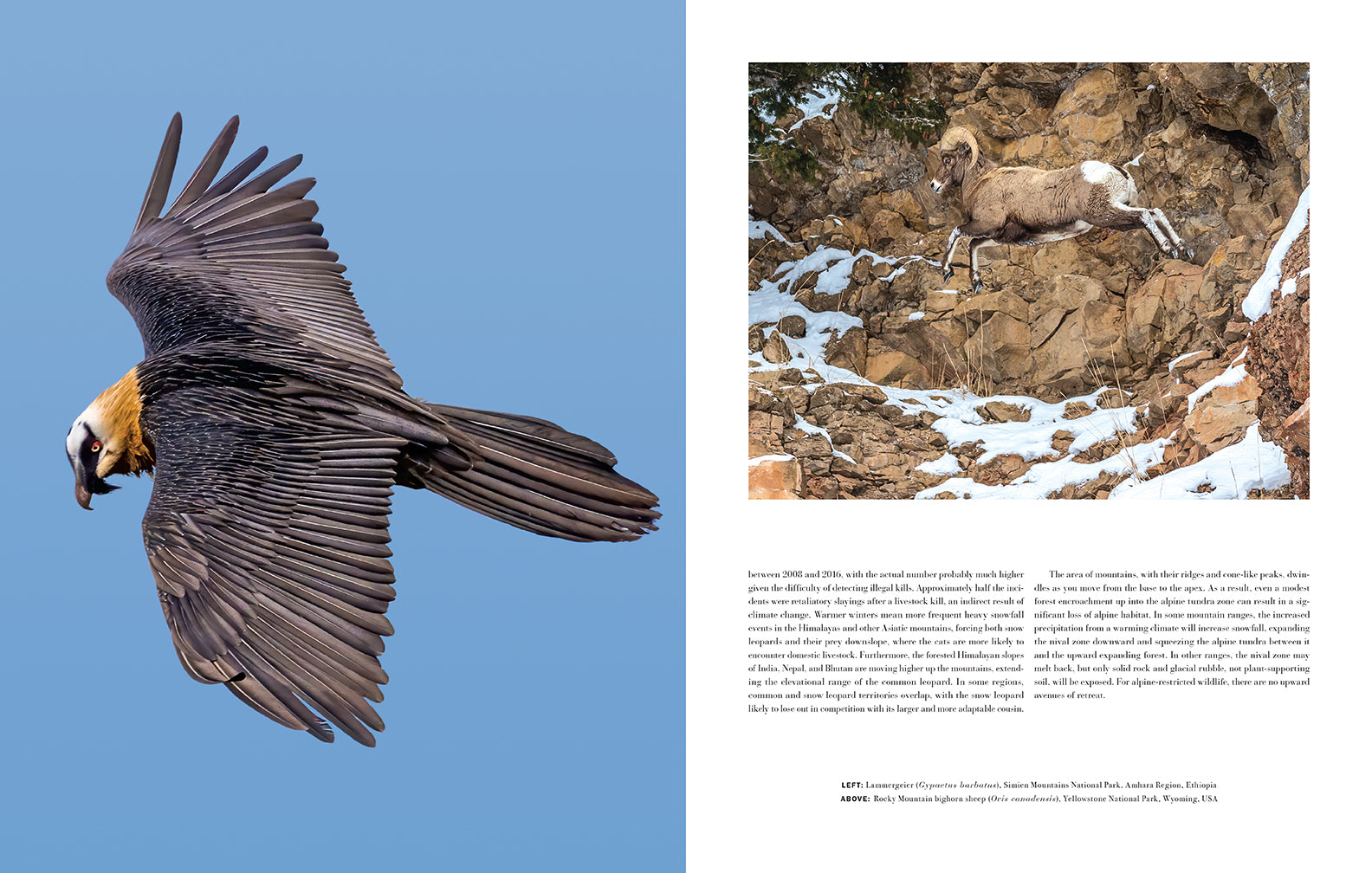 Wild Lives – Insight Editions