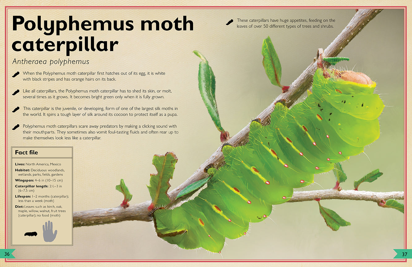 The Magnificent Book of Butterflies & Moths – Insight Editions