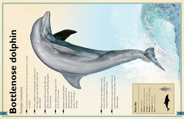 The Magnificent Book of Ocean Creatures – Insight Editions