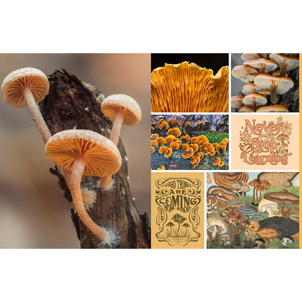 Cut and Collage Mushrooms and Fungi – Insight Editions