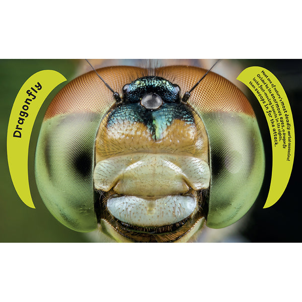 Eye View: Bugs and Other Tiny Creatures – Insight Editions