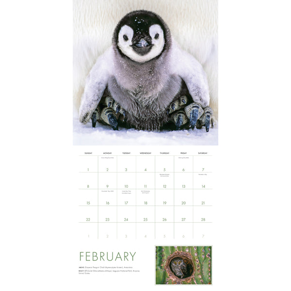 2026 Baby Animals Wall Calendar – Insight Editions