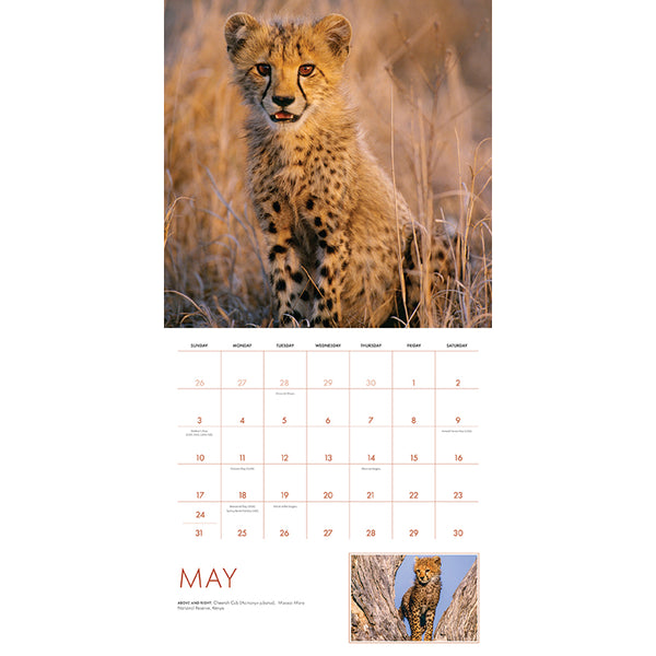 2026 Baby Animals Wall Calendar – Insight Editions