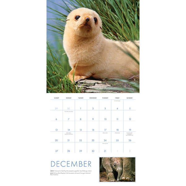 2026 Baby Animals Wall Calendar – Insight Editions