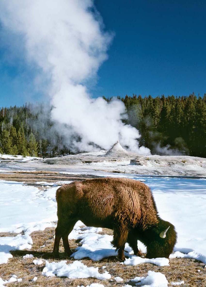 Yellowstone National Park Hardcover Ruled Journal – Insight Editions