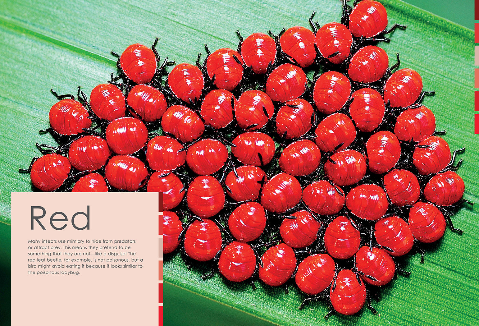 Colorful Creatures – Insight Editions