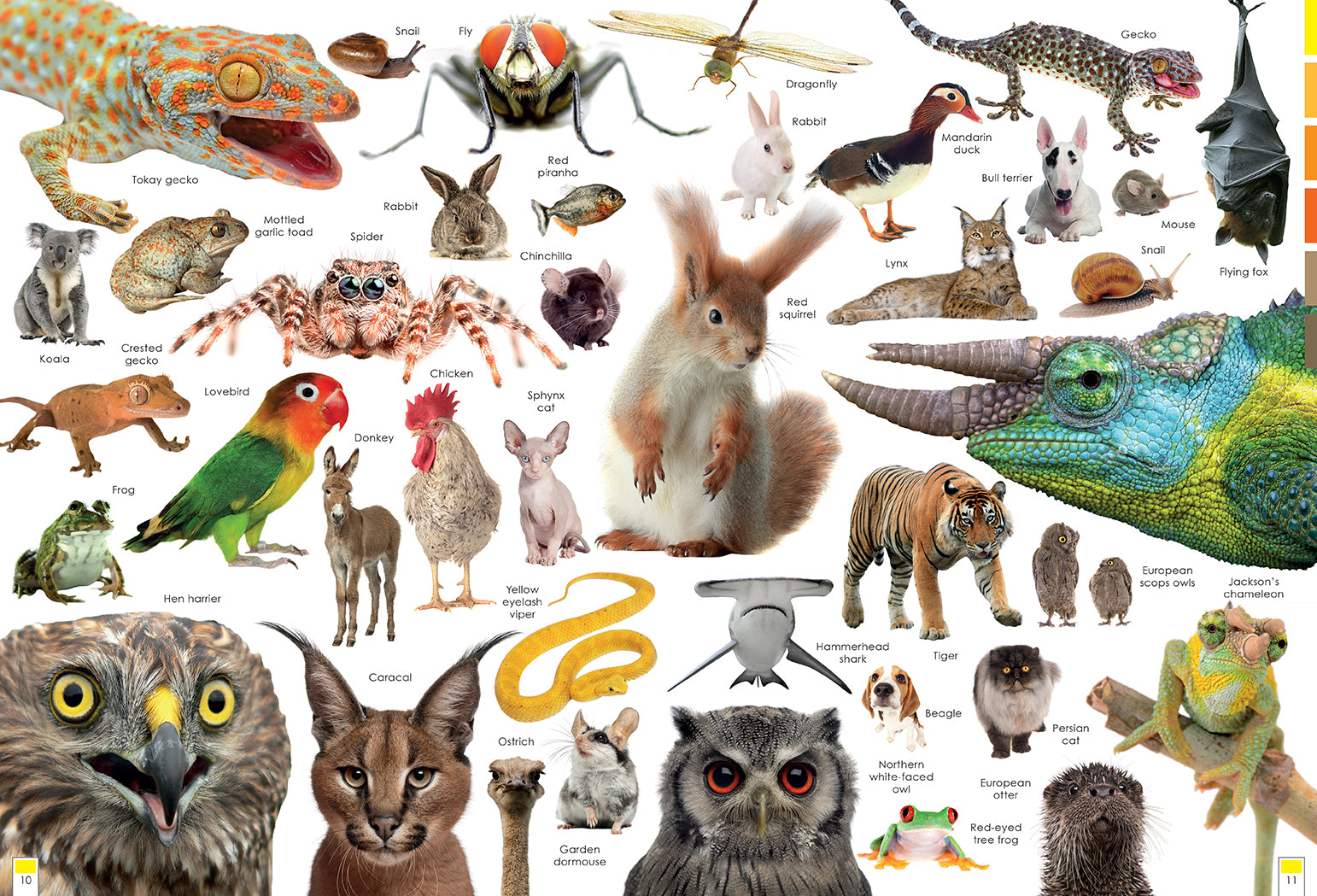 Curious Creatures – Insight Editions